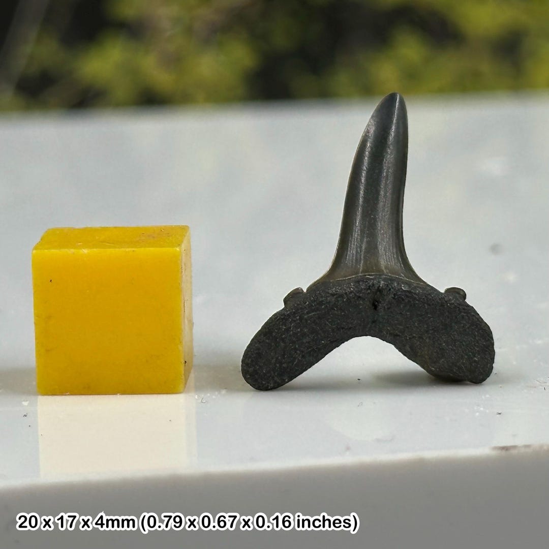 Fossil Sand Tiger Shark Tooth, Beltinge (herne Bay), Eocene, Kent, Uk ...