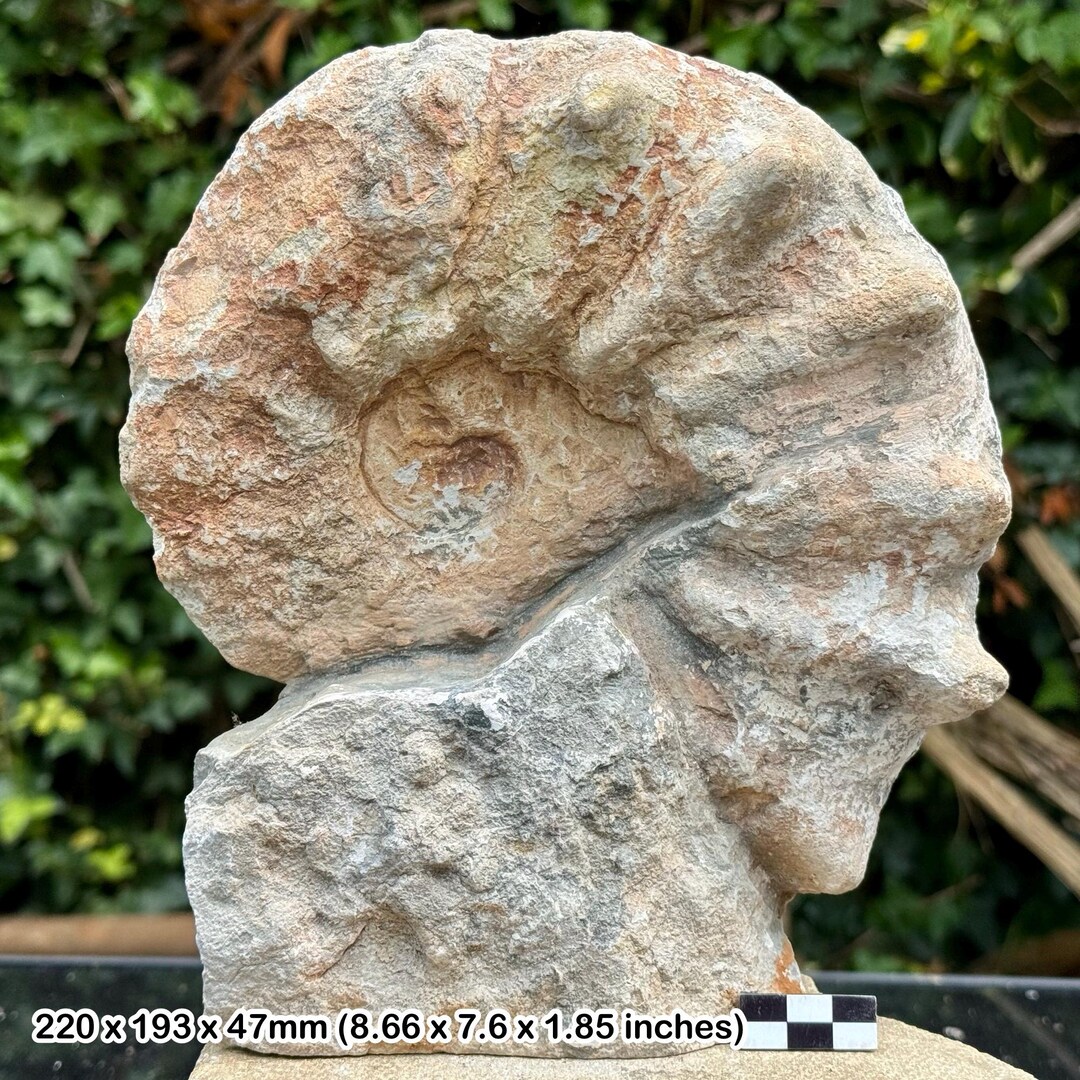 Rare 8.5" Acanthoceras Rhotomagense Fossil Ammonite, Lower Cenomanian ...