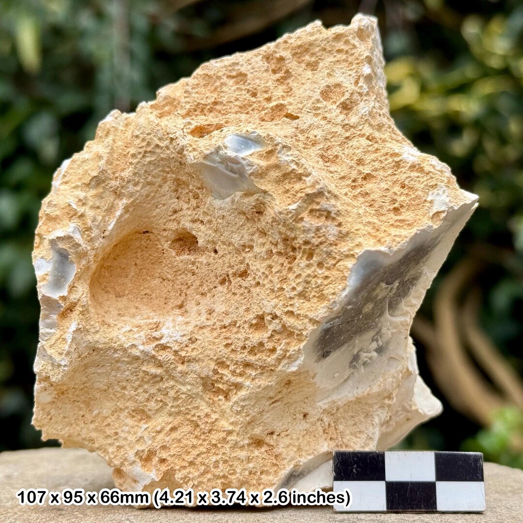 Fossil Sponge in Flint – Cretaceous Grey Chalk Subgroup, Branscombe ...