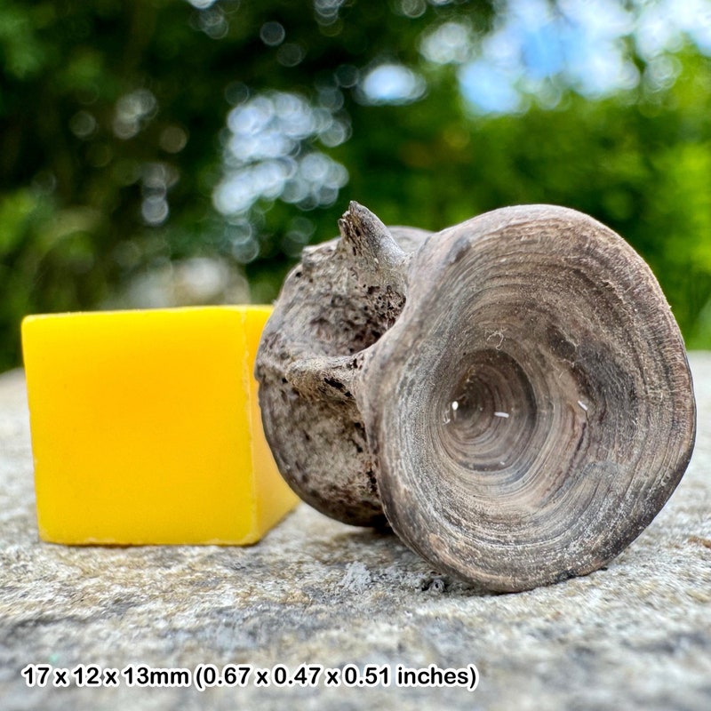 Fish Vertebrae - Etsy