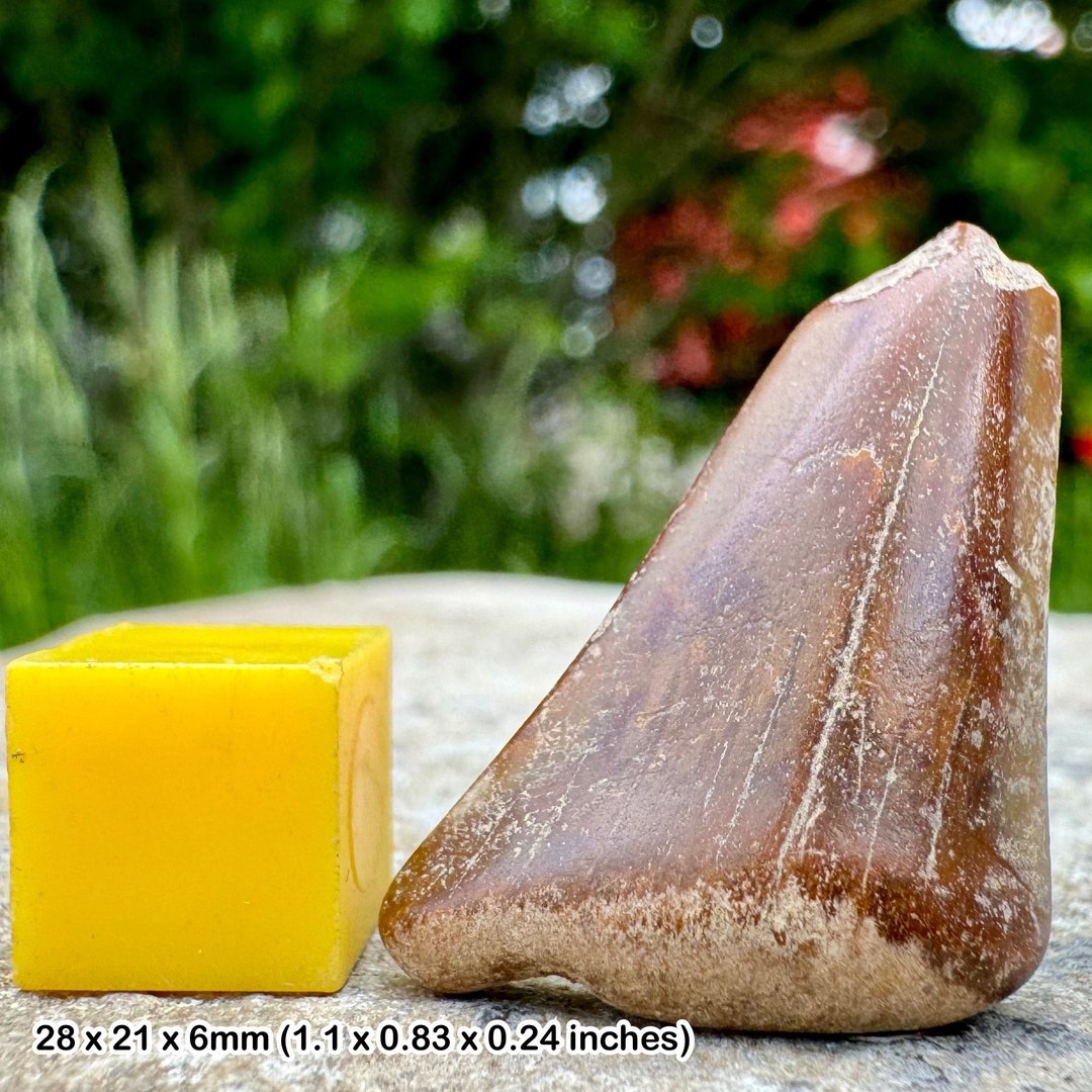 Fossil Great White Shark Ancestor Tooth Pliocene Red Crag, Suffolk, Uk ...