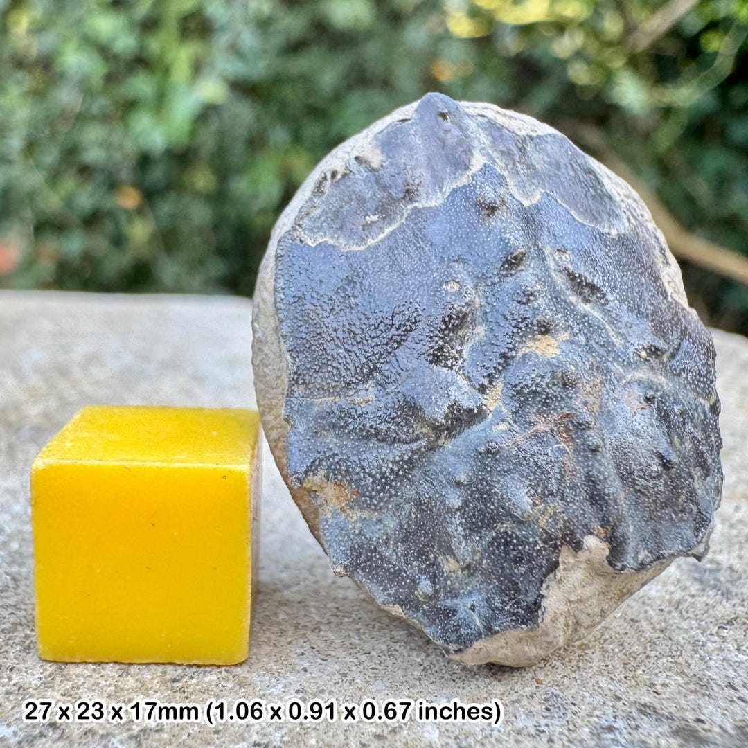 Rare: Notopocorystes Stokesi Fossil Crab – Gault Clay, Middle Aptian ...