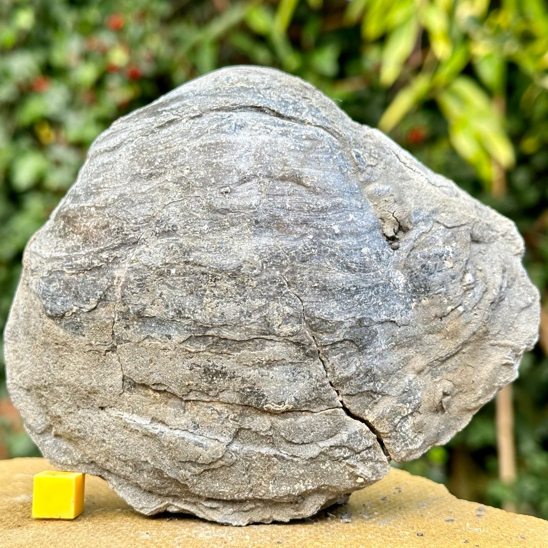 Giant Gryphaea Fossil Bivalve Oxford Clay Redcliff Point - Etsy