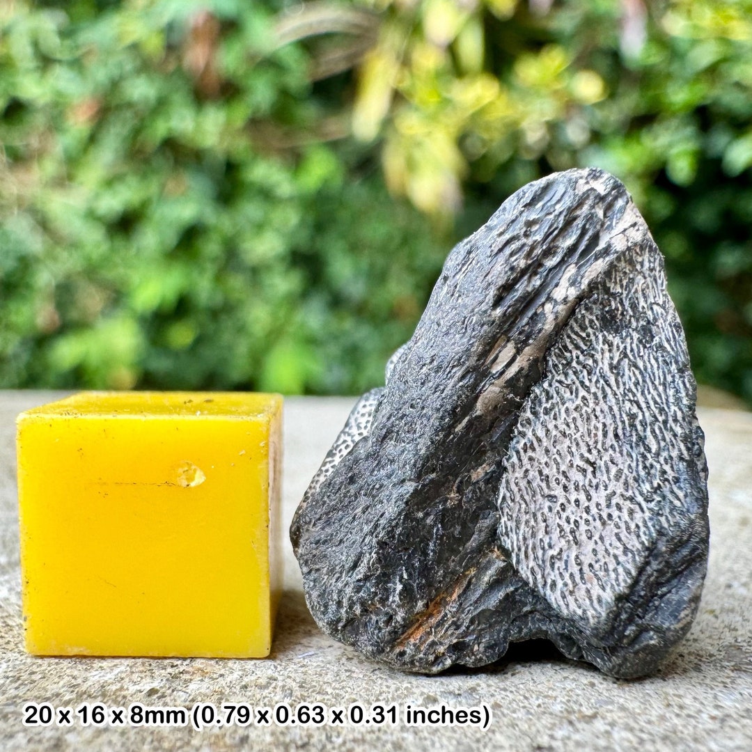 Authentic Chimaeroid Fish Dental Plate Fossil, Gault Clay, Lower ...