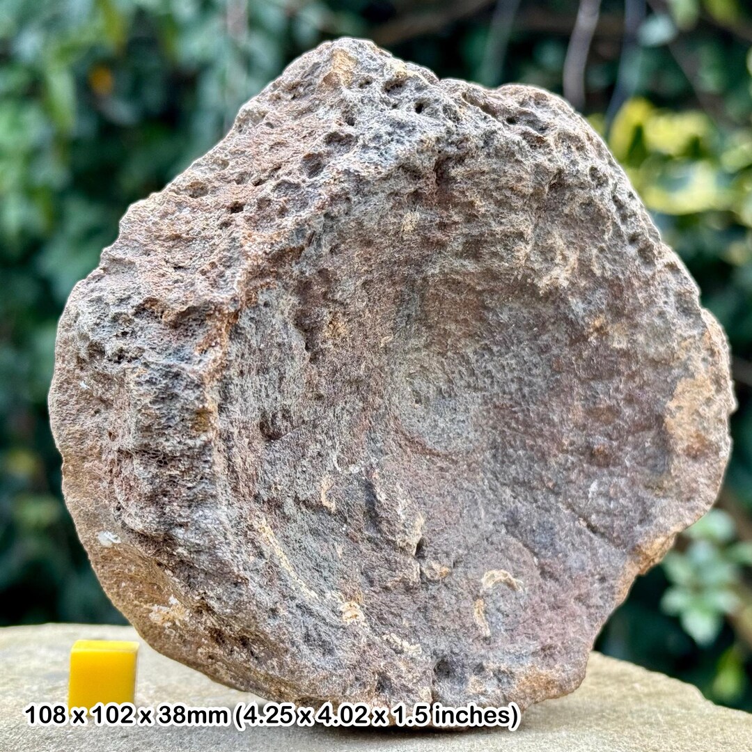 Rare Ichthyosaur Vertebra Centrum Bone Fossil – Jurassic, Kimmeridge ...