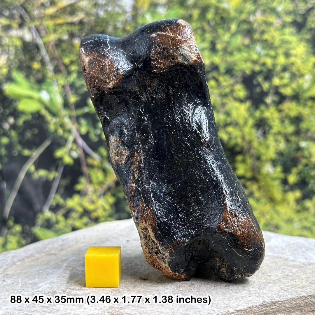 Bison Foot Bone Fossil, Ice Age, Stone Age, Uk, Pleistocene, Genuine - Etsy