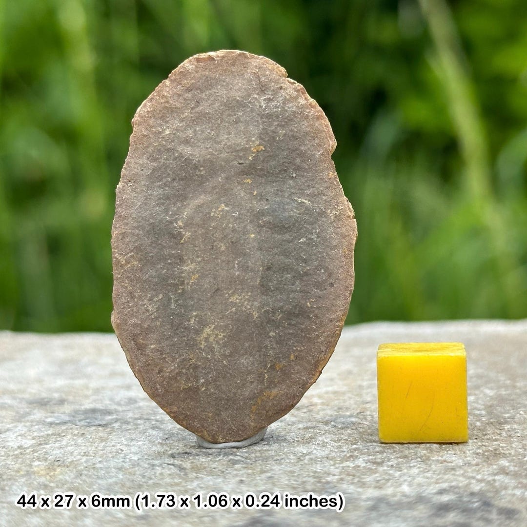 Fossil Acorn Worm, Mazoglussus Ramsdelli - Mazon Creek, Carboniferous ...