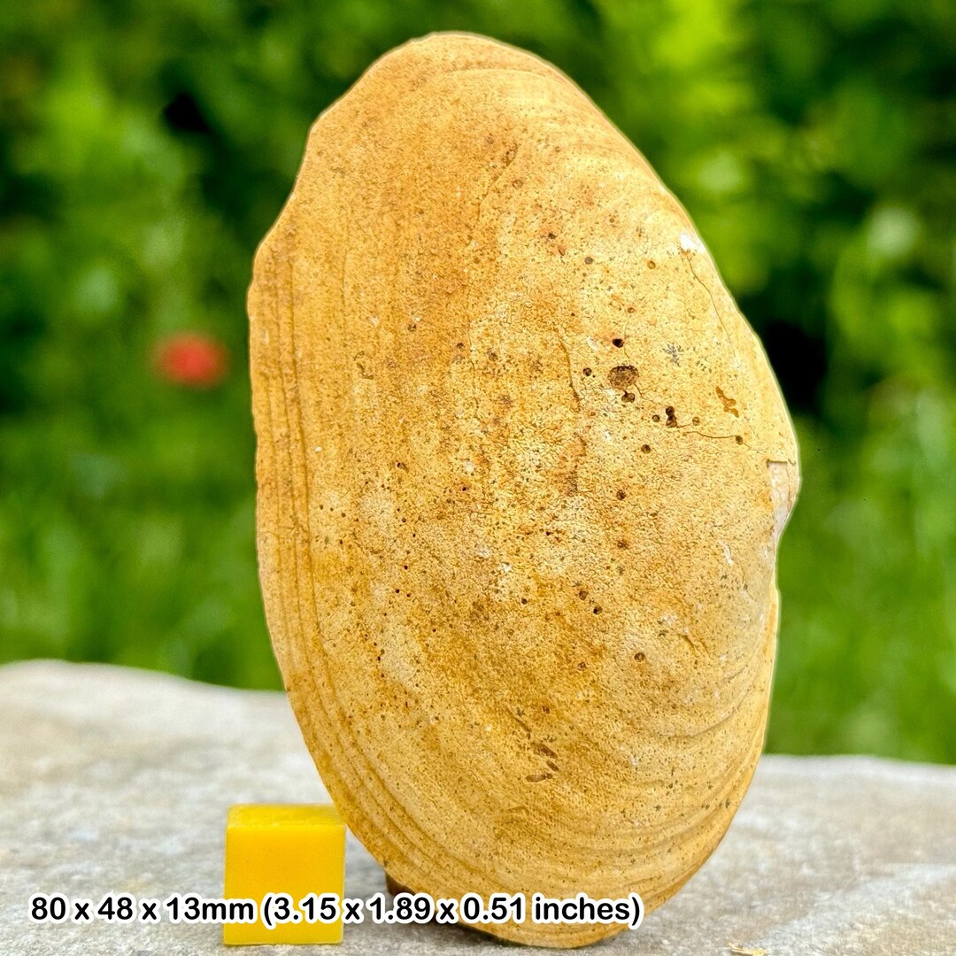 Rare Mya Arenaria Bivalve Fossil From the Pliocene Epoch - Etsy