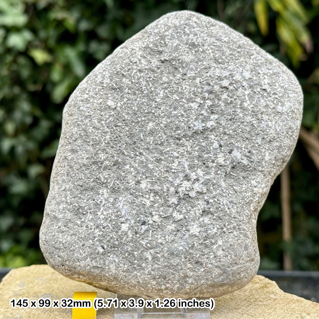 Jurassic Crinoid Star Slab Fossil on Stand - Charmouth, Uk - Authentic ...