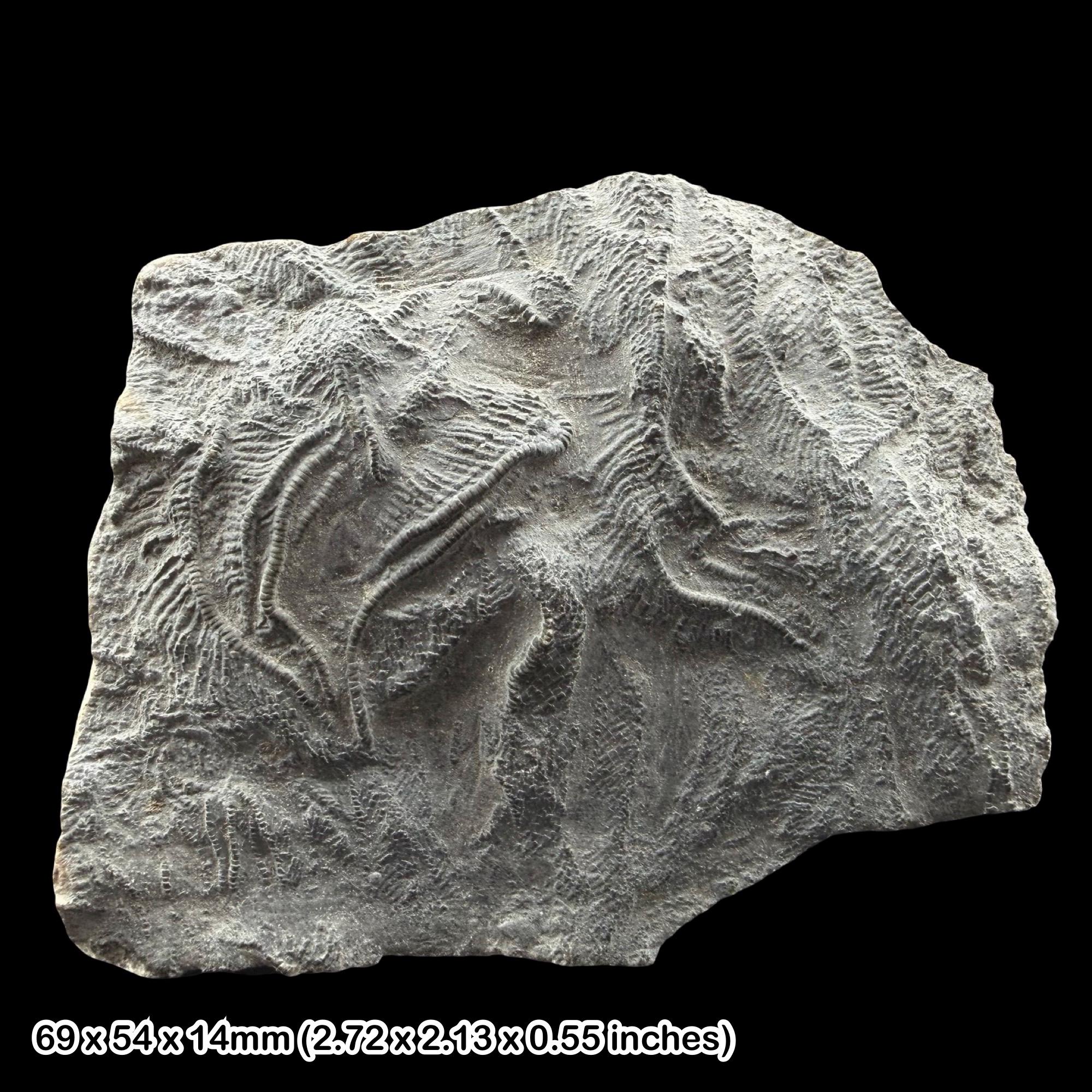 Pentacrinites Crinoid Fossil Slab Jurassic Lyme Regis Dorset Uk ...