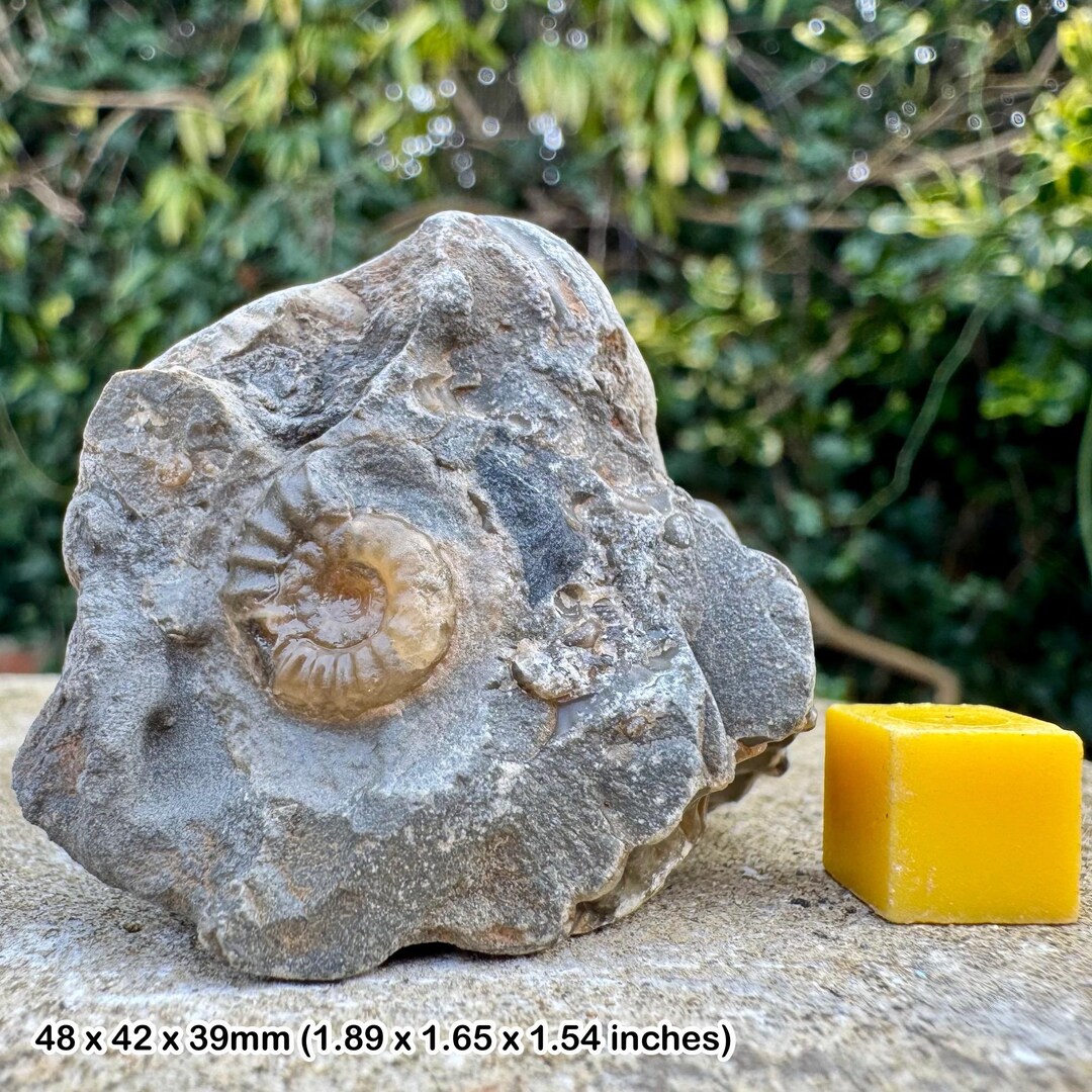 Promicroceras Calcite Ammonite Fossil Multi Block | Jurassic Black Ven ...