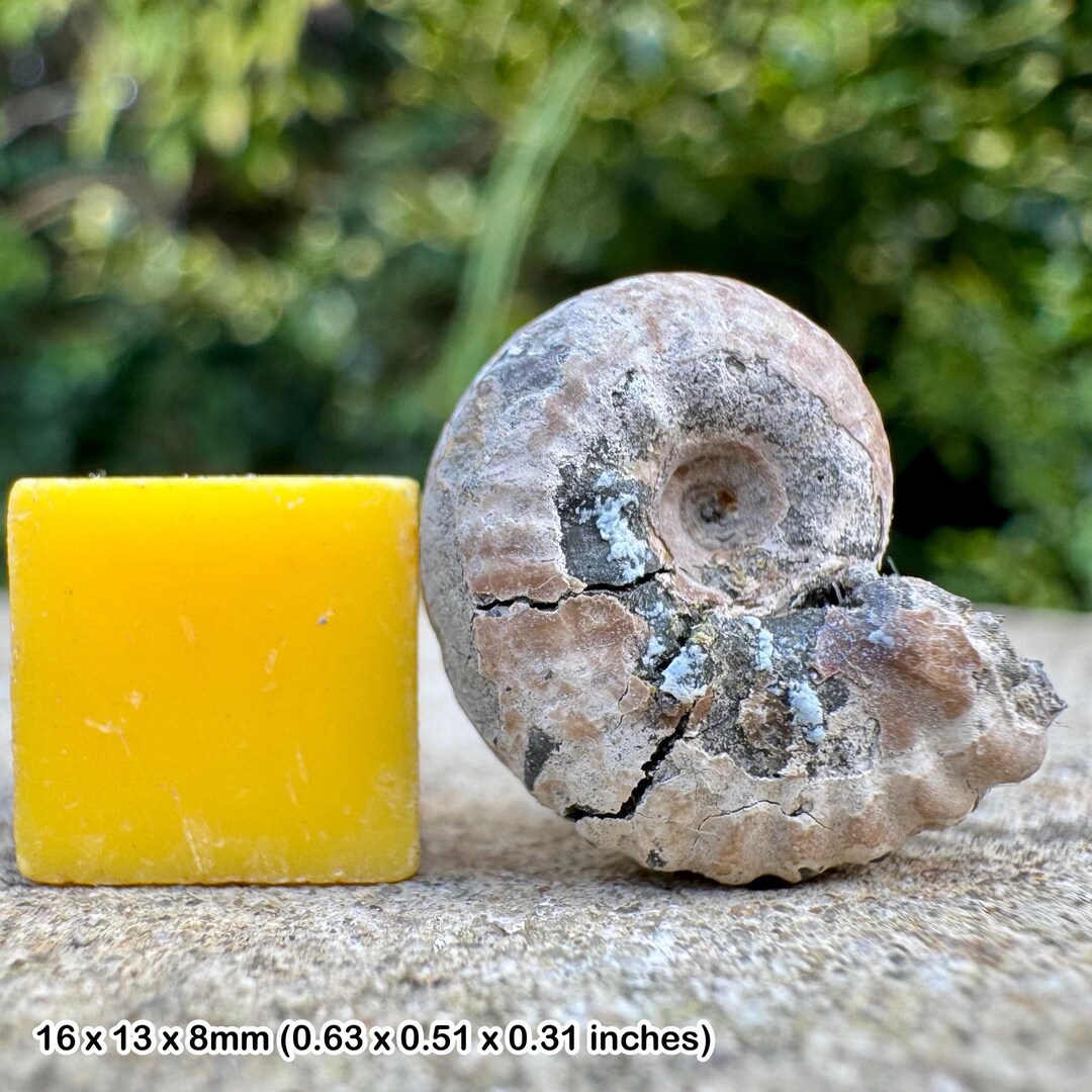 Rare Cretaceous Hoplites Trifidus Ammonite Fossil - Gault Clay ...