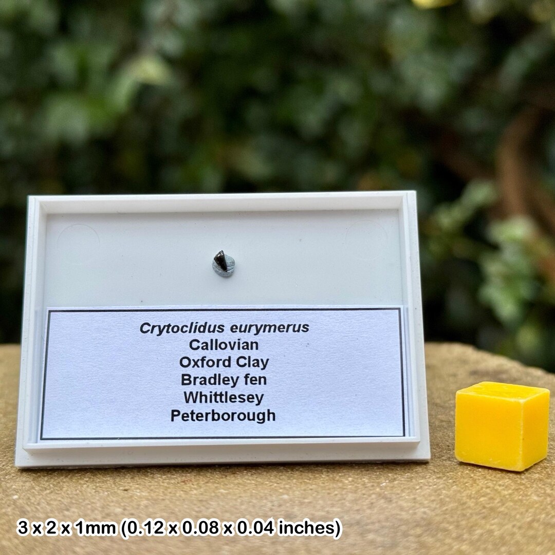 Rare Plesiosaur Tooth Fossil (cryptoclidus Eurymerus), Jurassic Era ...