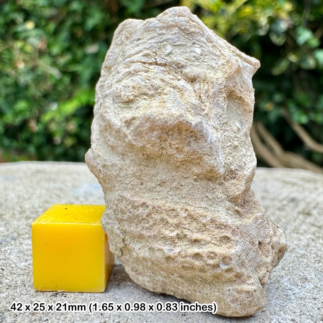 Rare Heliolites Interstinctus Silurian Coral Fossil - Early Oligocene ...