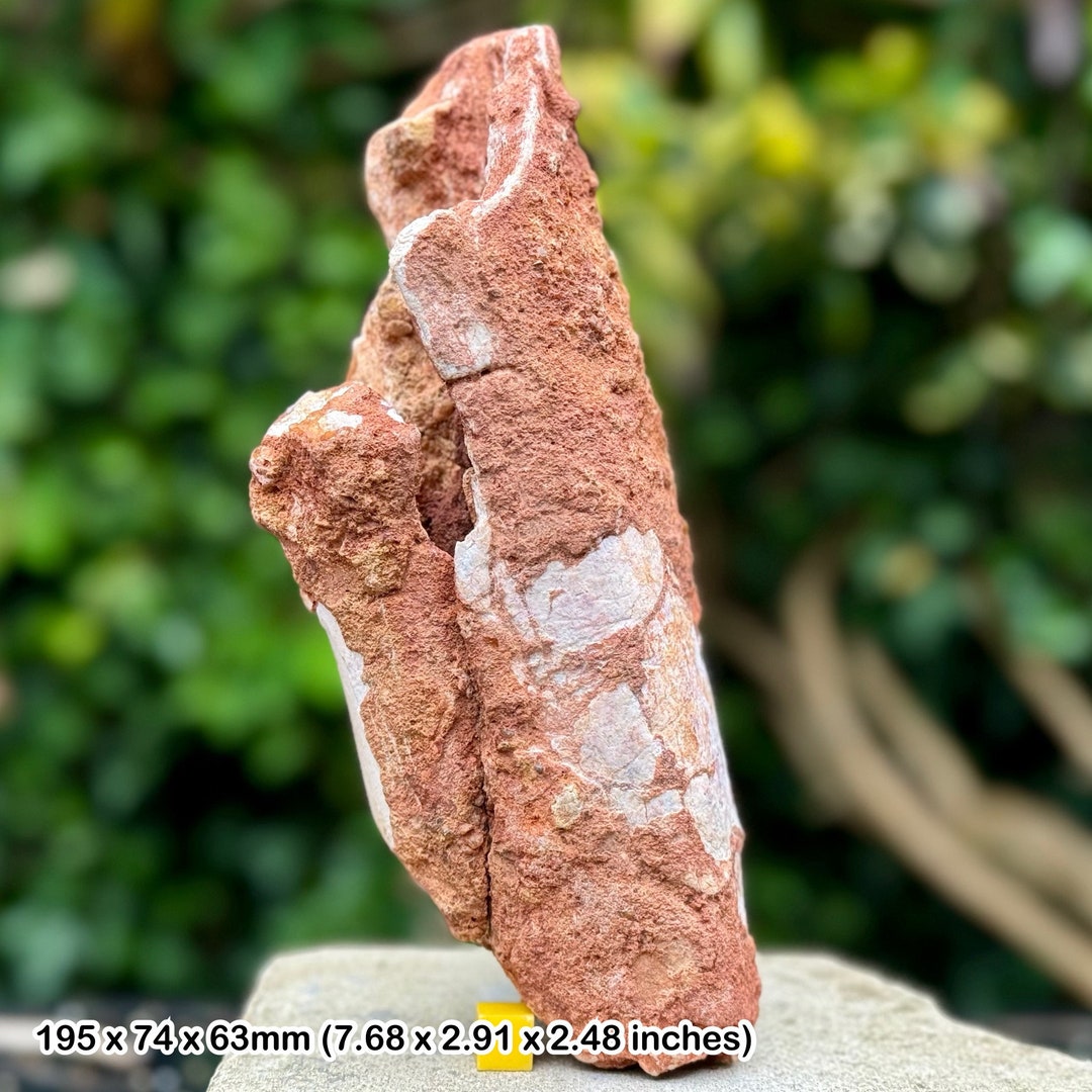 Rare Sauropod Dinosaur Limb Bone Fossil Kem Kem Beds, Tegana Formation ...