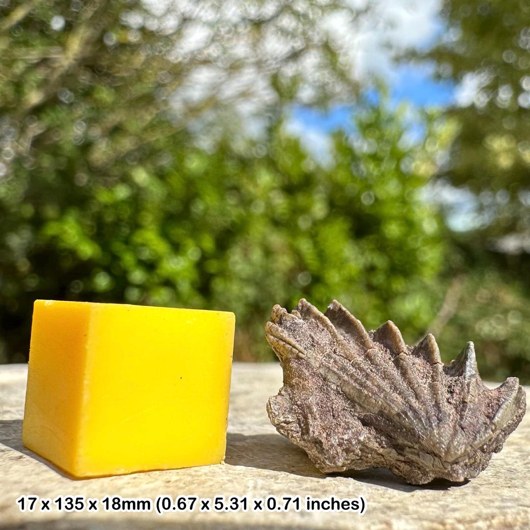 Lungfish Tooth Plate Fossil Cretaceous, Elrhaz Formation, Niger ...