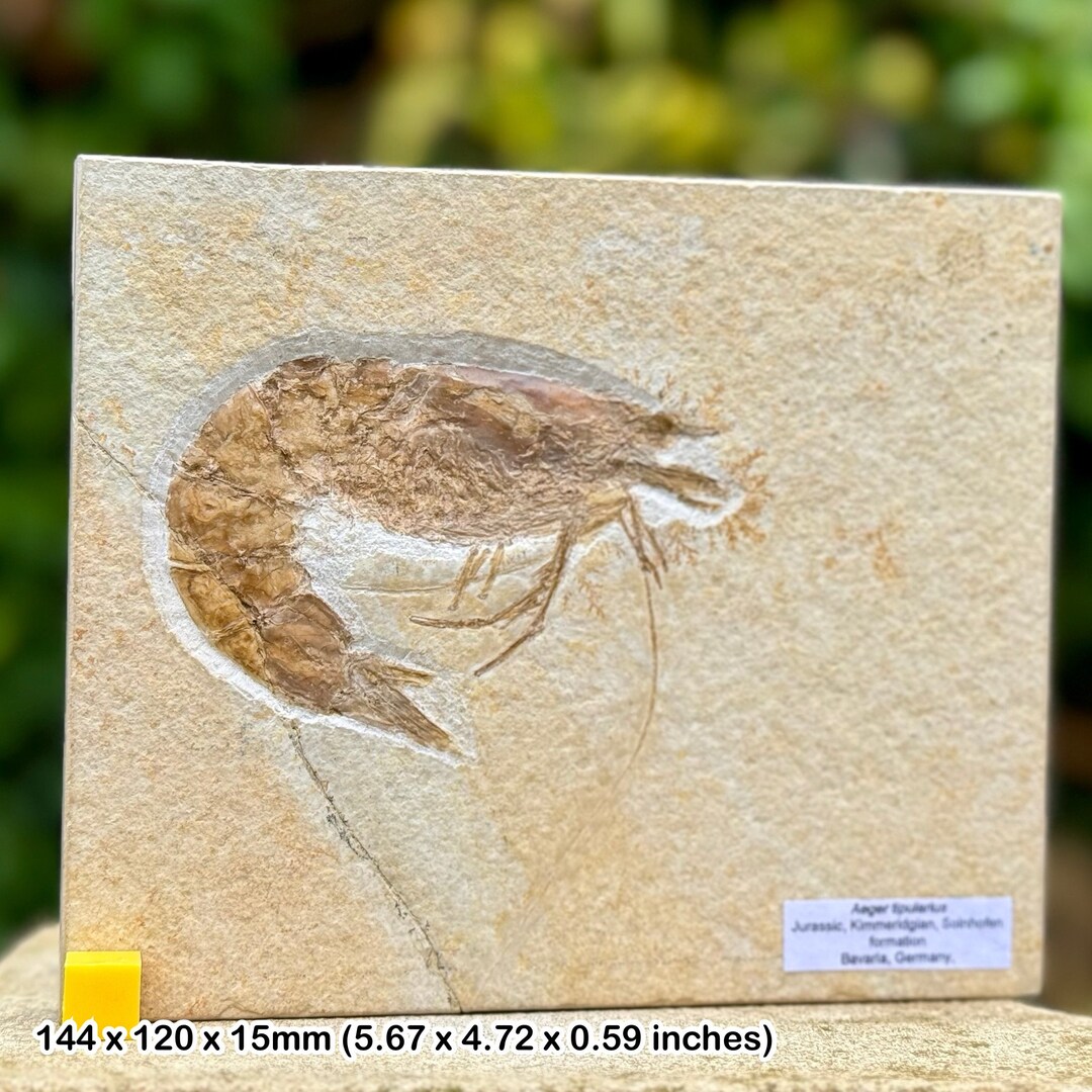 Fossil Shrimp - Aeger Tipularius, Solnhofen Limestone, Jurassic ...