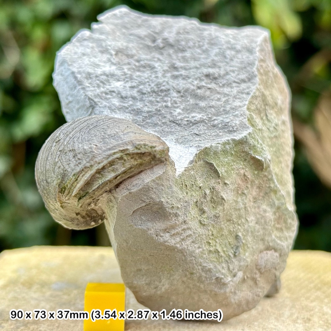 Genuine Fossil Gryphaea Shell (devil's Toenail) - Jurassic: Hock Cliff ...