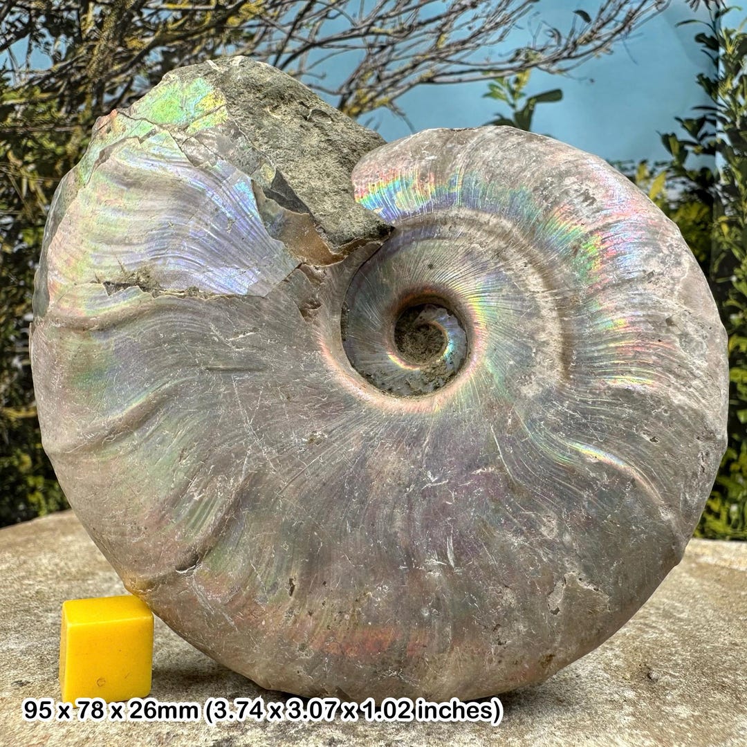 Silver/grey Ammonite Fossil, Madagascar Cretaceous, Genuine Fp9733 ...