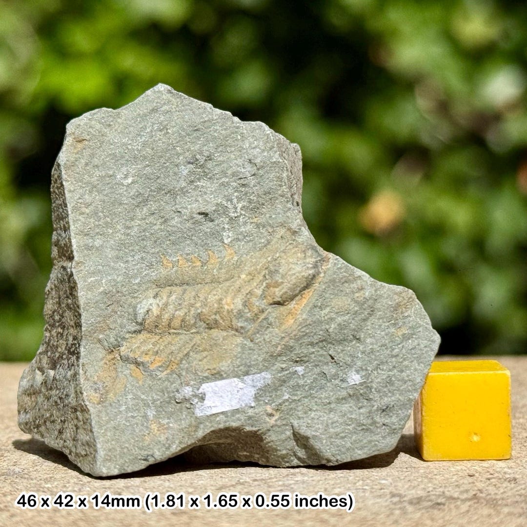 Rare Protolenus Trilobite Fossil (partial) – Middle Cambrian ...