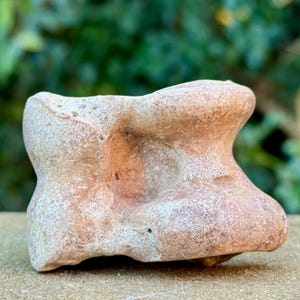 Rare: Bison Foot Bone Fossil – Pleistocene (~2.5m – 11,700 Years Old ...