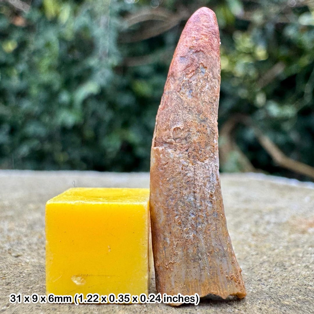 Rare Genuine Pterosaur Tooth Fossil (pterodactyl) Dinosaur Age ...
