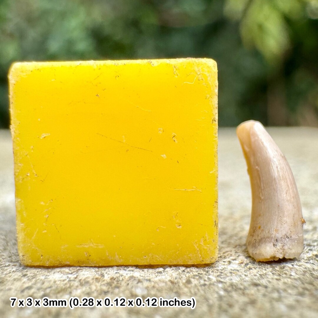 Rare Teleosaurus Fossil Tooth Crocodilian Jurassic Reptile Madagascar ...