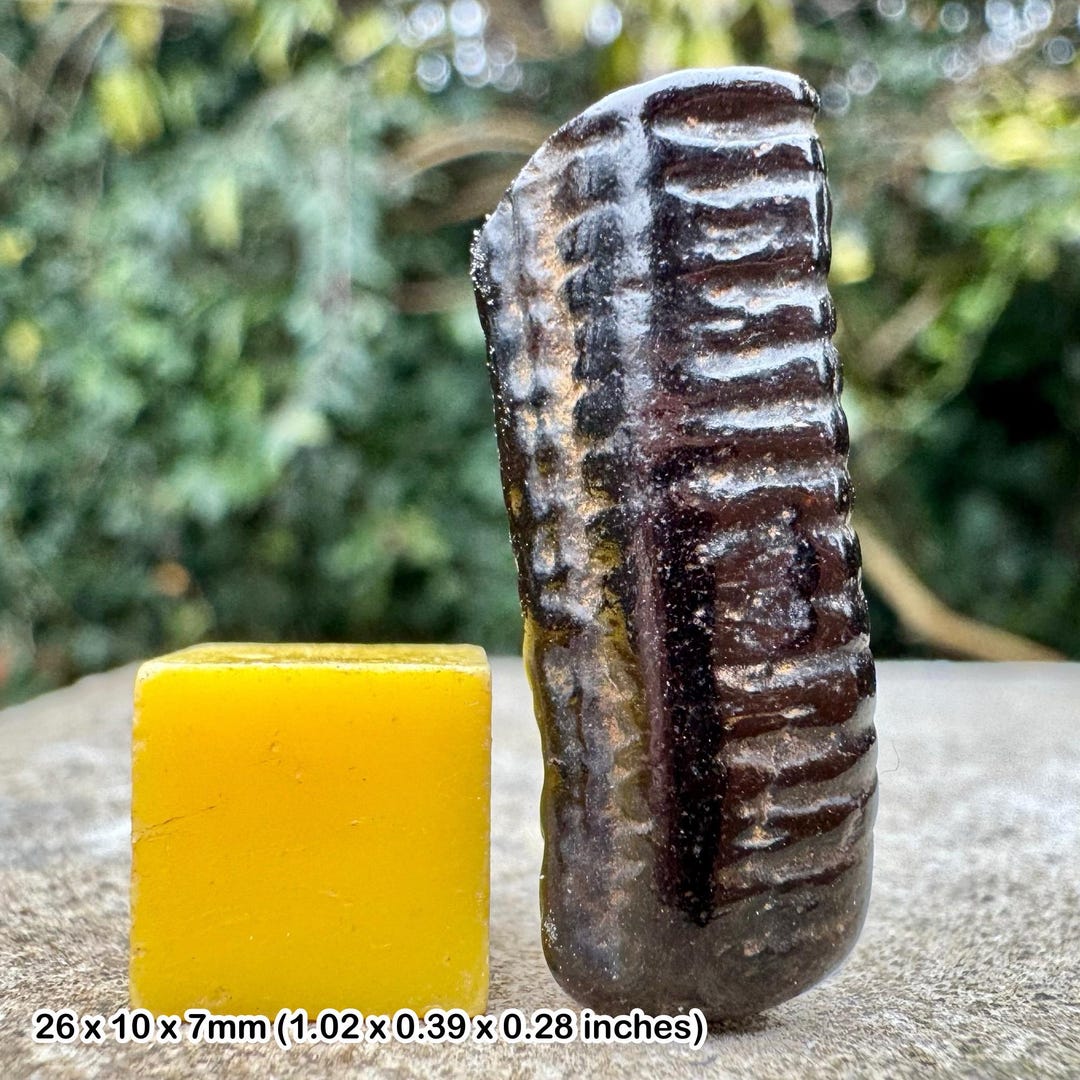 Myliobatis Striatus Eagle Ray Tooth Plate Fossil | Eocene Barton Beds ...