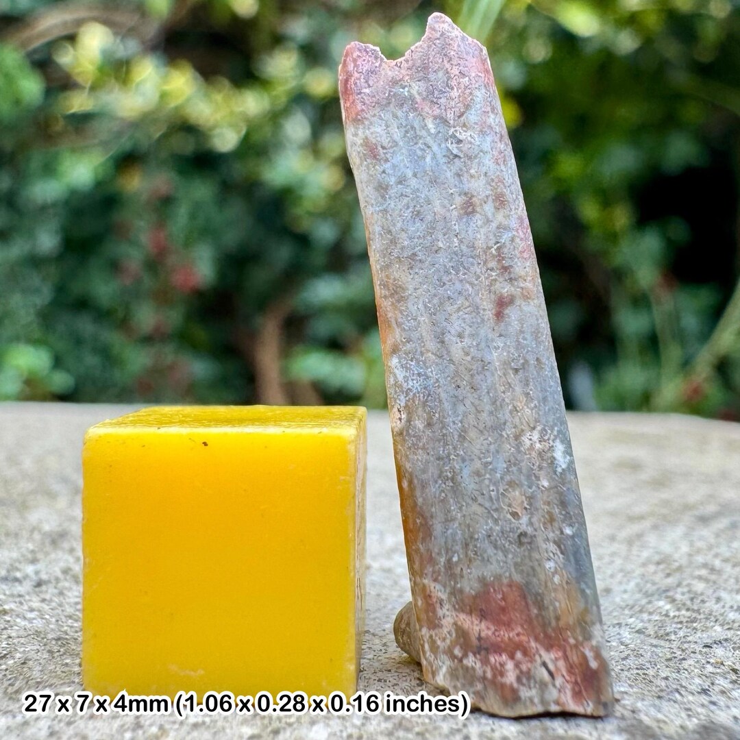 Pterosaur Bone flying Dinosaur Age Reptile Fossil, Elrhaz Formation ...
