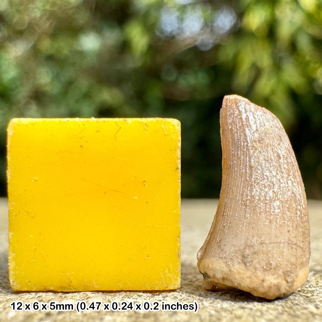 Rare Teleosaurus Fossil Tooth - Crocodilian Jurassic Reptile ...