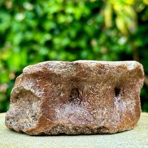 Large Ichthyosaur Vertebrae Fossil Jurassic Kimmeridge Clay, Wyke Regis ...