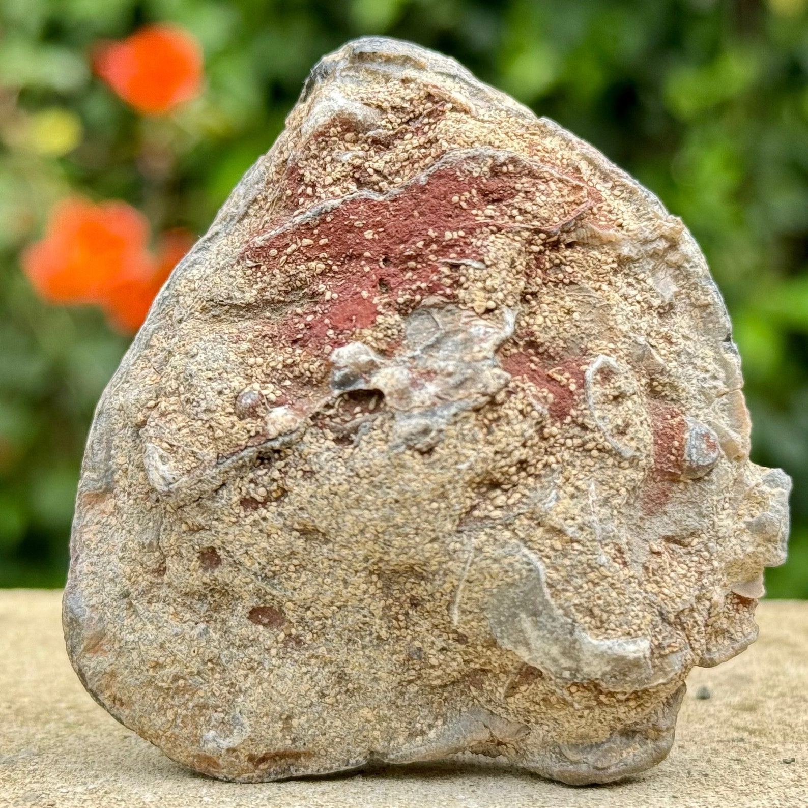 Trigonia Bivalve Fossil Kimmeridge Clay, Jurassic, Uk 100% Genuine W ...