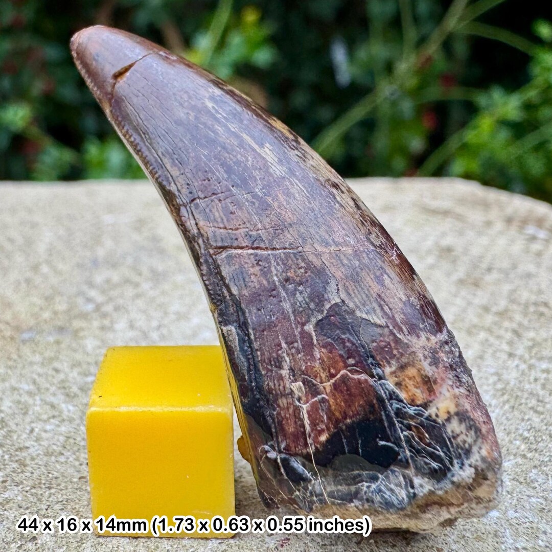 Megalosaur Dinosaur Tooth Fossil - Grade A, Cretaceous, Elrhaz ...