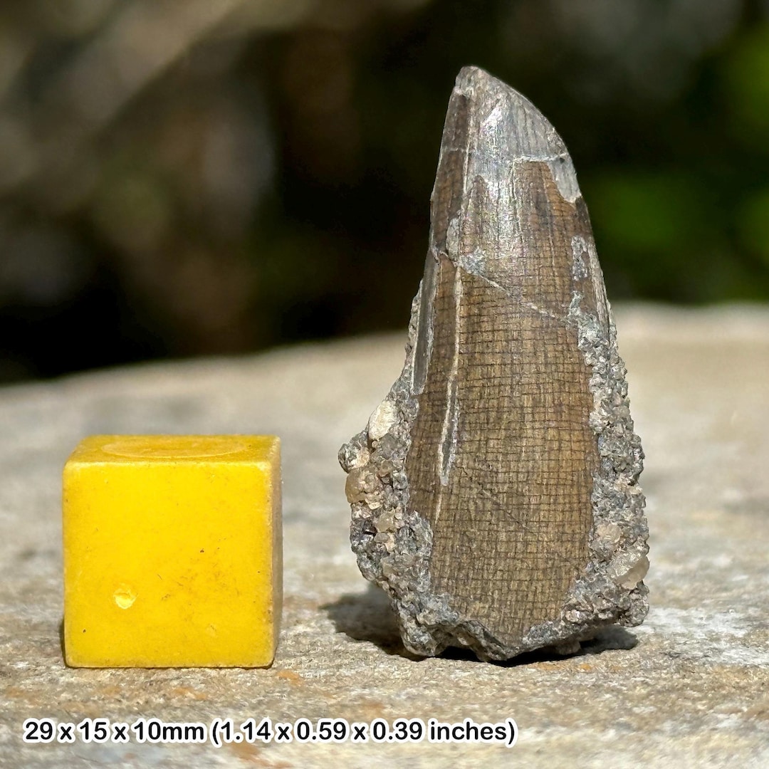 Stolokrosuchus Crocodile Tooth Fossil Cretaceous, Elrhaz Formation ...
