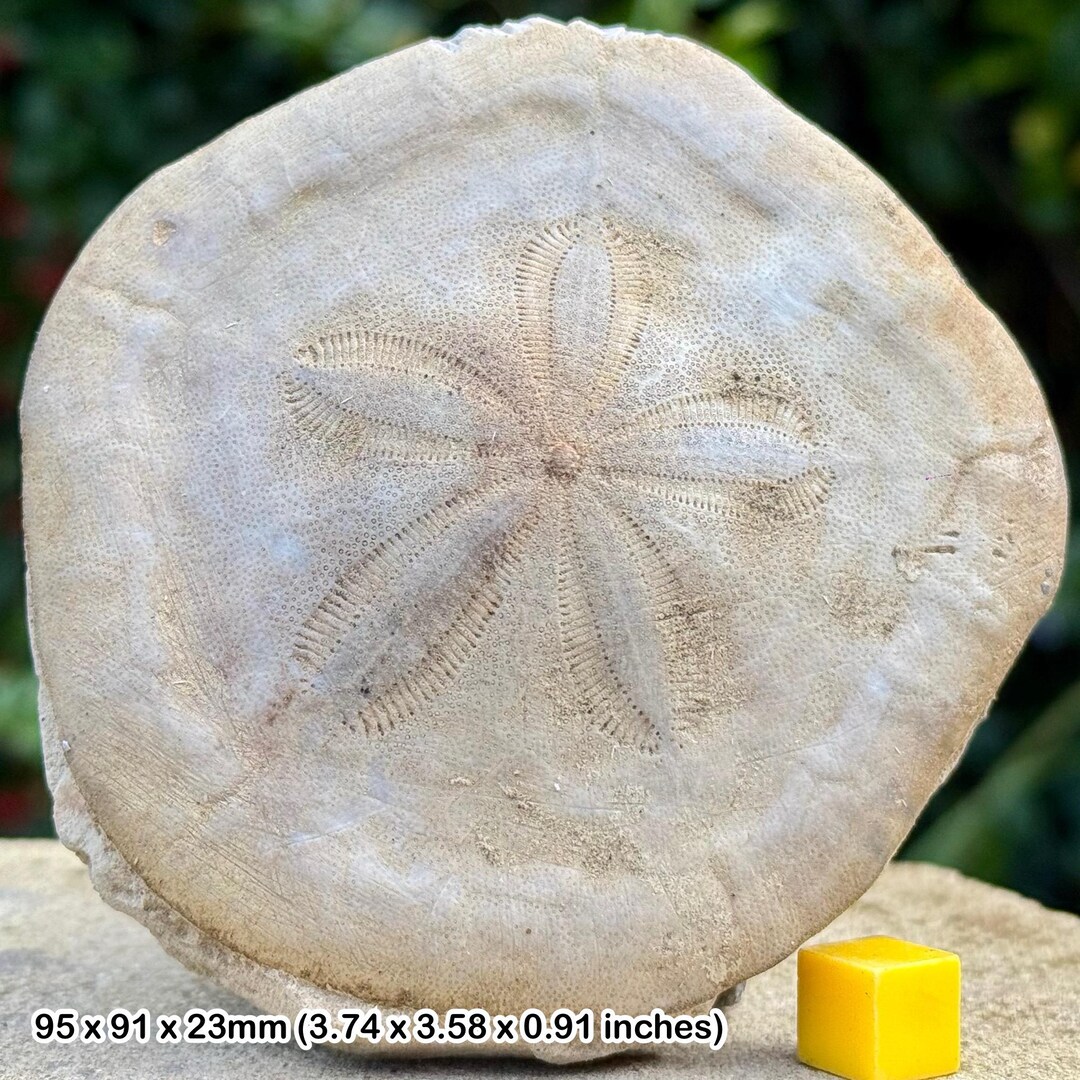 Large Echinoid Fossil Dendraster Miocene Era West Java Indonesia ...