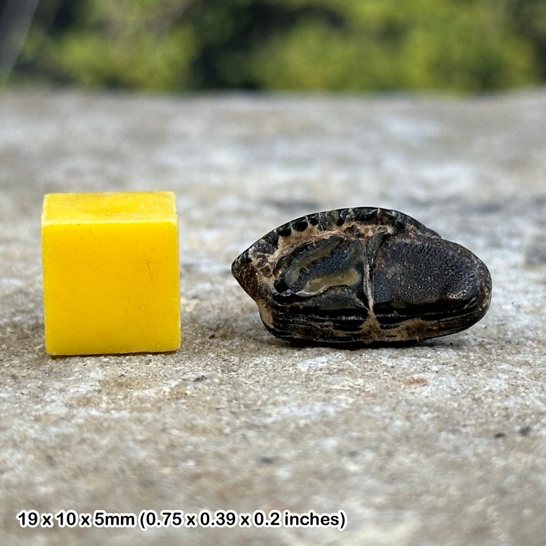 Parrot Fish Mouth Plate Fossil, Genuine Usa Pleistocene Specimen ...