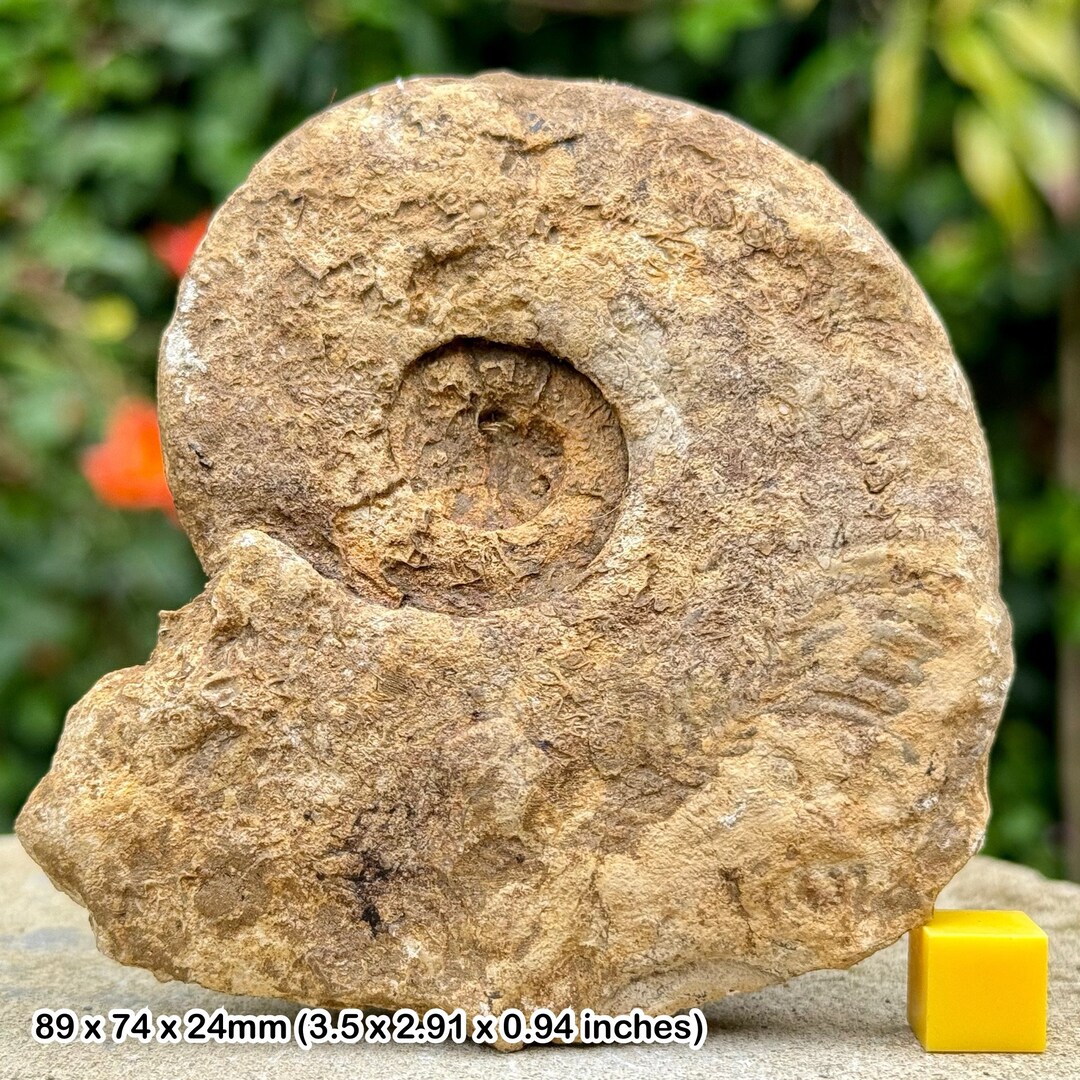 A-grade Ammonite Fossil - Jurassic Beacon Limestone, Somerset, Uk | 100 ...