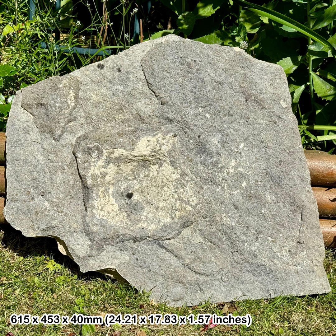 Rare Brachiosaurus Dinosaur Footprint From the Durlston Formation ...