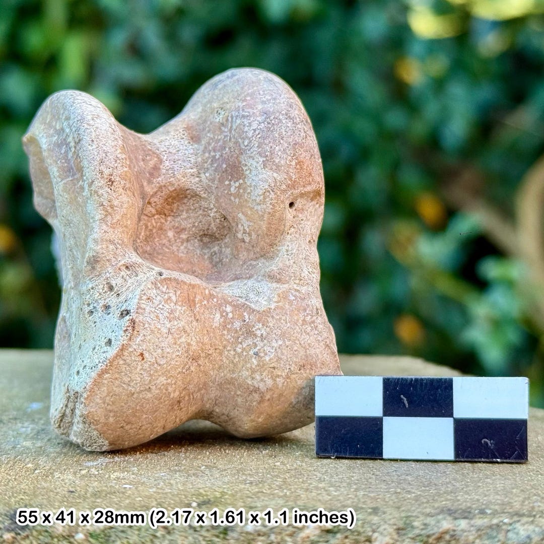 Rare: Bison Foot Bone Fossil – Pleistocene (~2.5m – 11,700 Years Old ...