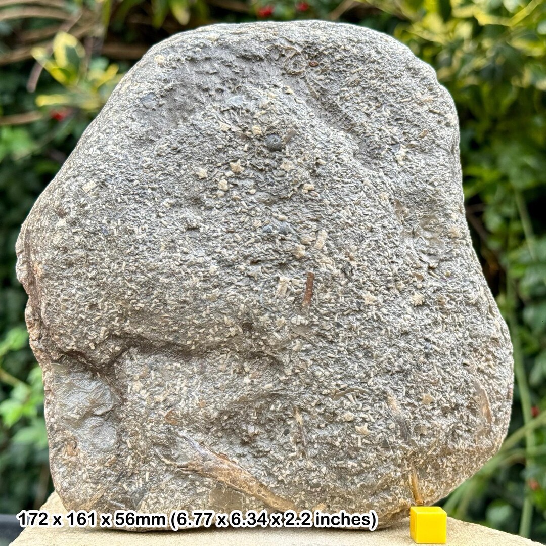 Pentacrinites Crinoid Star Slab Fossil With Belemnite | Jurassic Coast ...