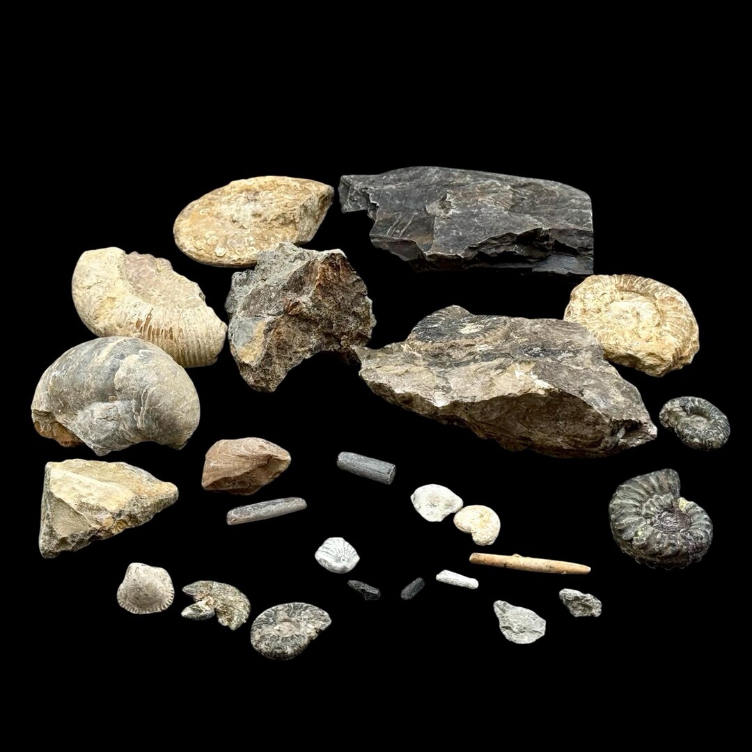 1kg British Fossil Mix X 25 | Jurassic Dorset & Somerset Fossils ...