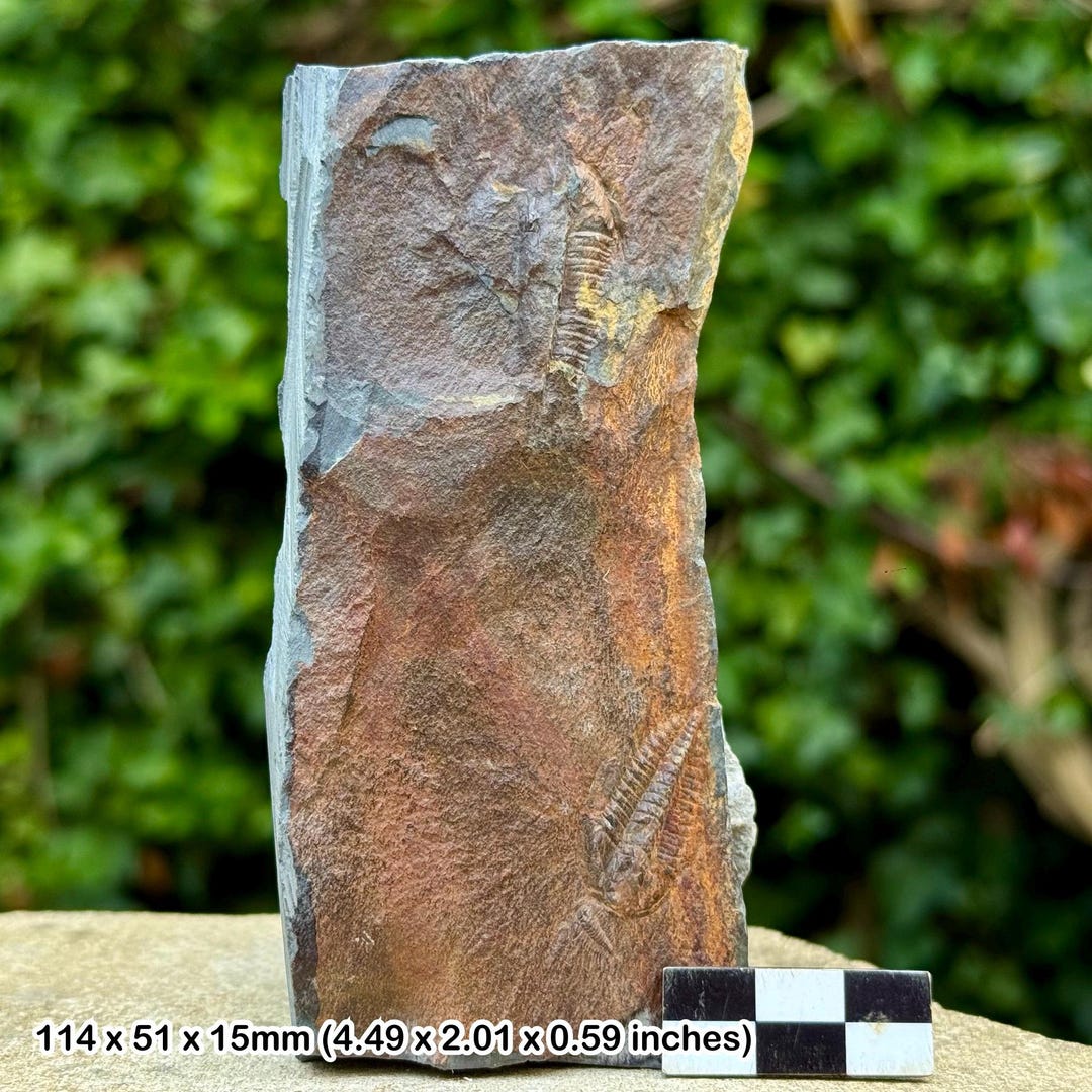 Rare Parabolina Spinulosa Trilobite Fossil Slab - Upper Cambrian Wales ...
