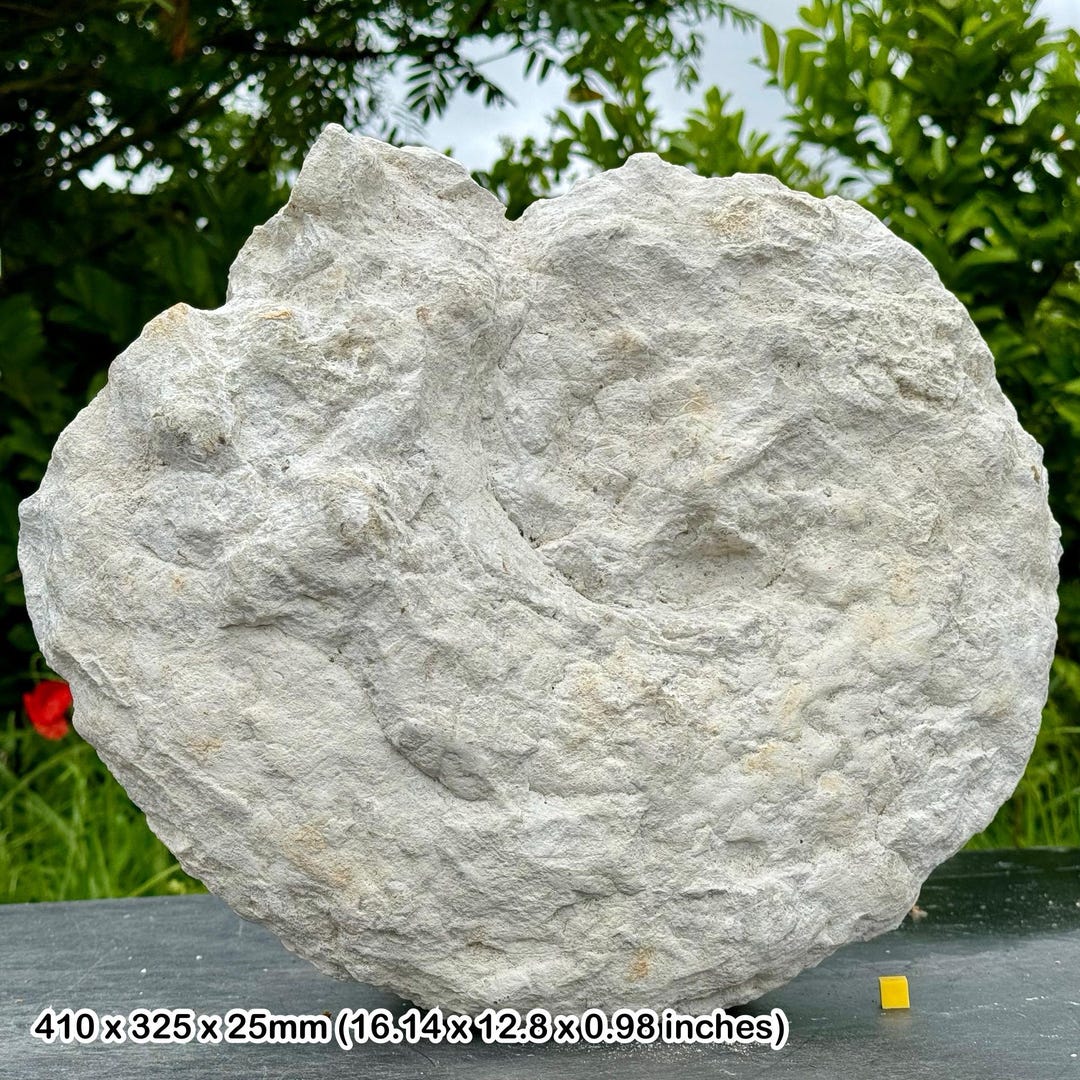 Giant Chalk Ammonite Fossil - Cretaceous, Eastbourne, Sussex ...