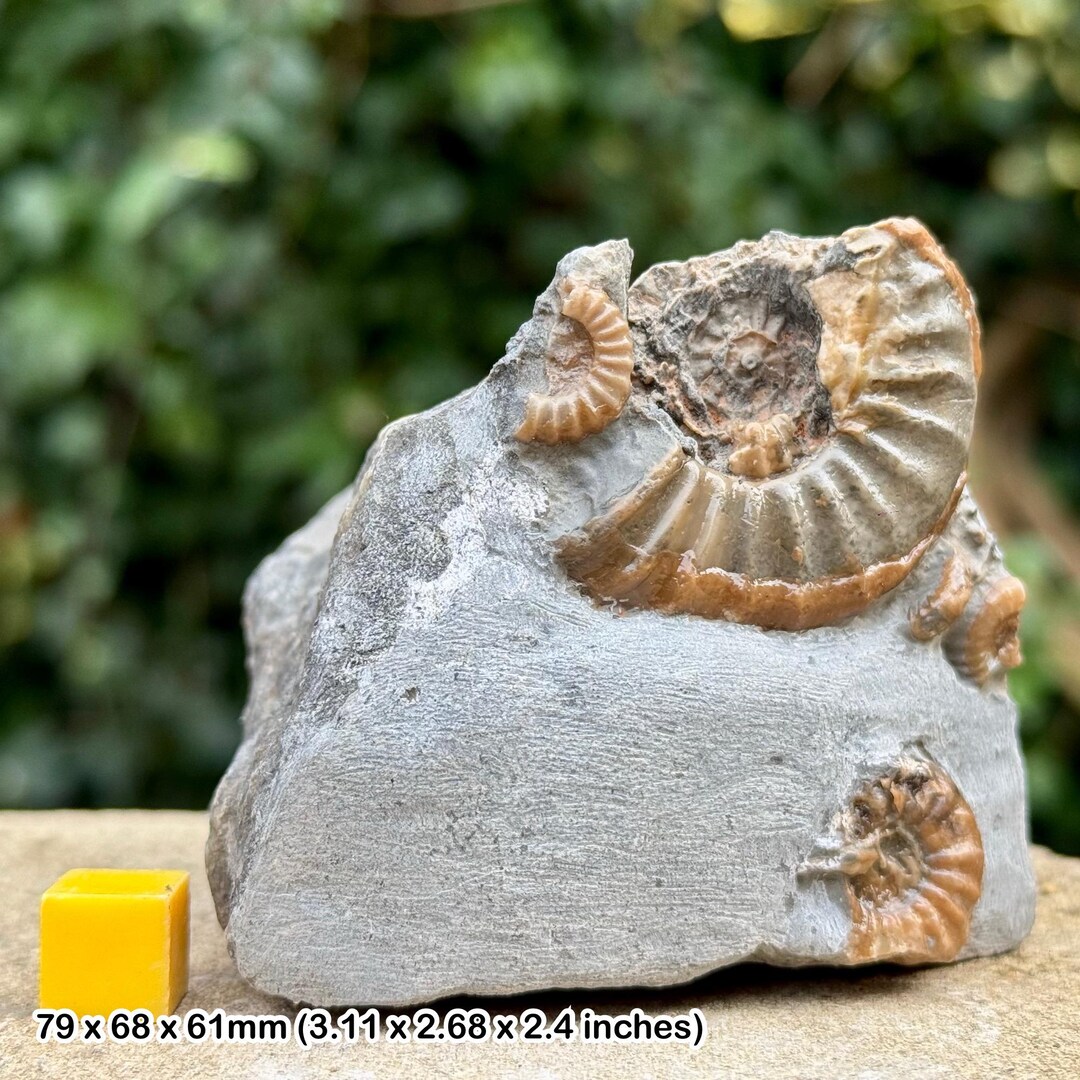 Multi Ammonite Block W/ Partial Asteroceras Jurassic Black Ven Marls ...