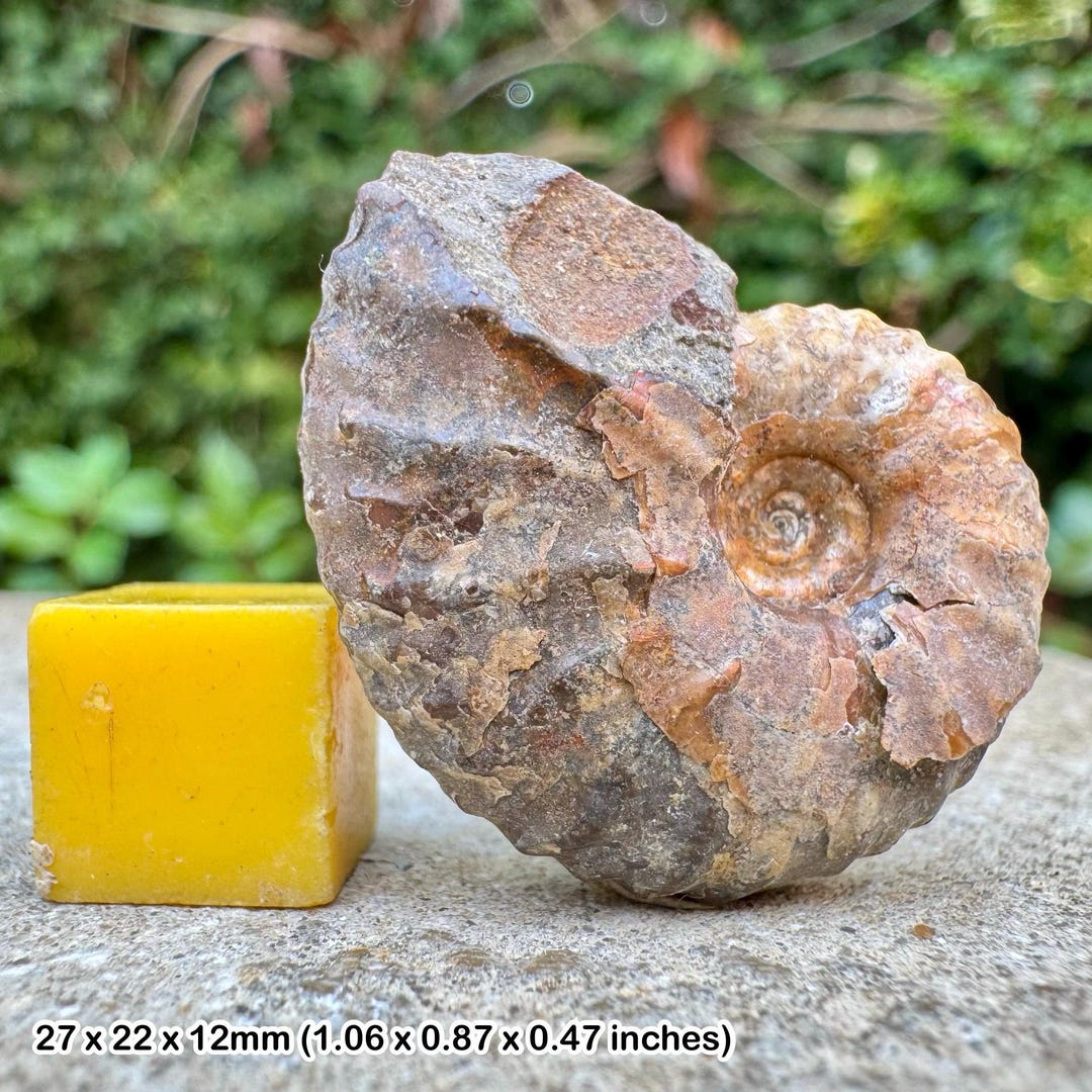 Rare Heteromorph Ammonite Fossil, Scaphites Discoscaphites Nicolleti ...
