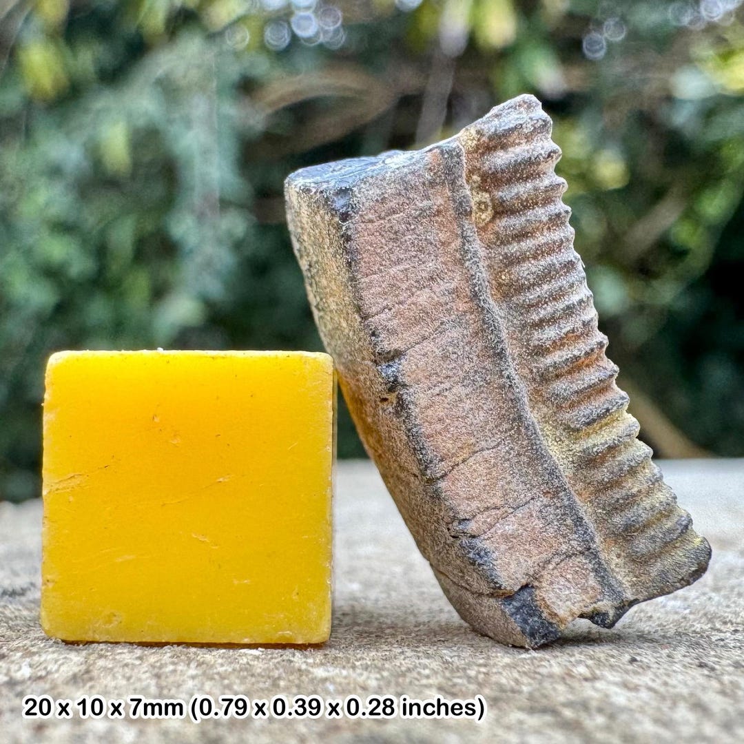 Myliobatis Striatus Eagle Ray Tooth Plate Fossil | Eocene | Lee-on ...