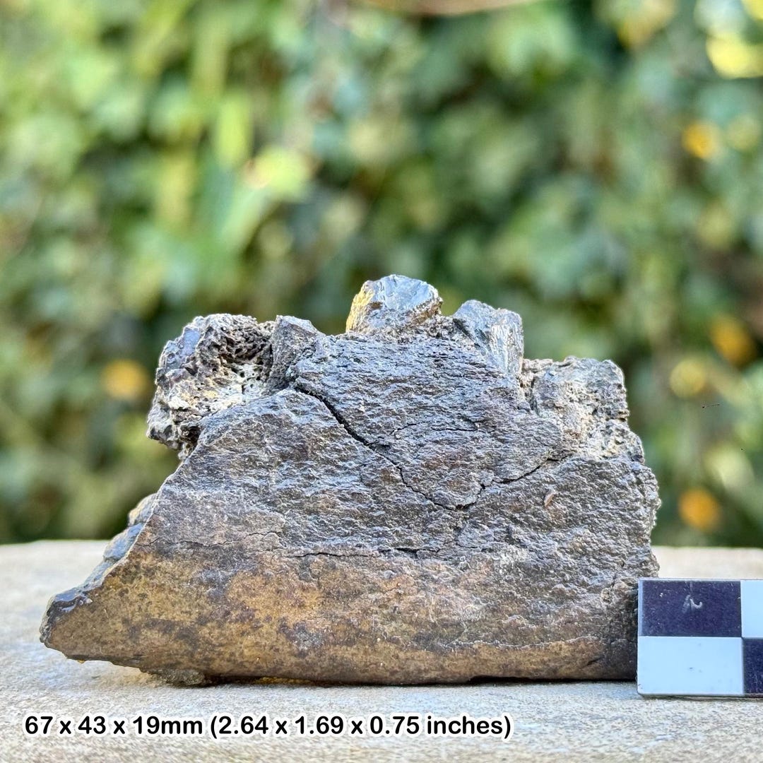 Rare: Tapir Jaw Section Fossil With Tooth Pleistocene Epoch, Usa 100% ...