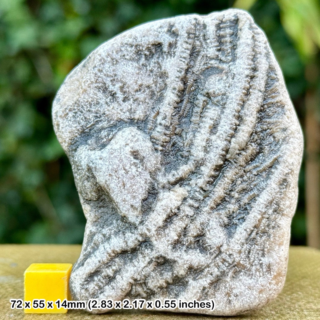 Fossil Sea Lily, Crinoid Star Slab, Lower Lias, Charmouth, Jurassic ...