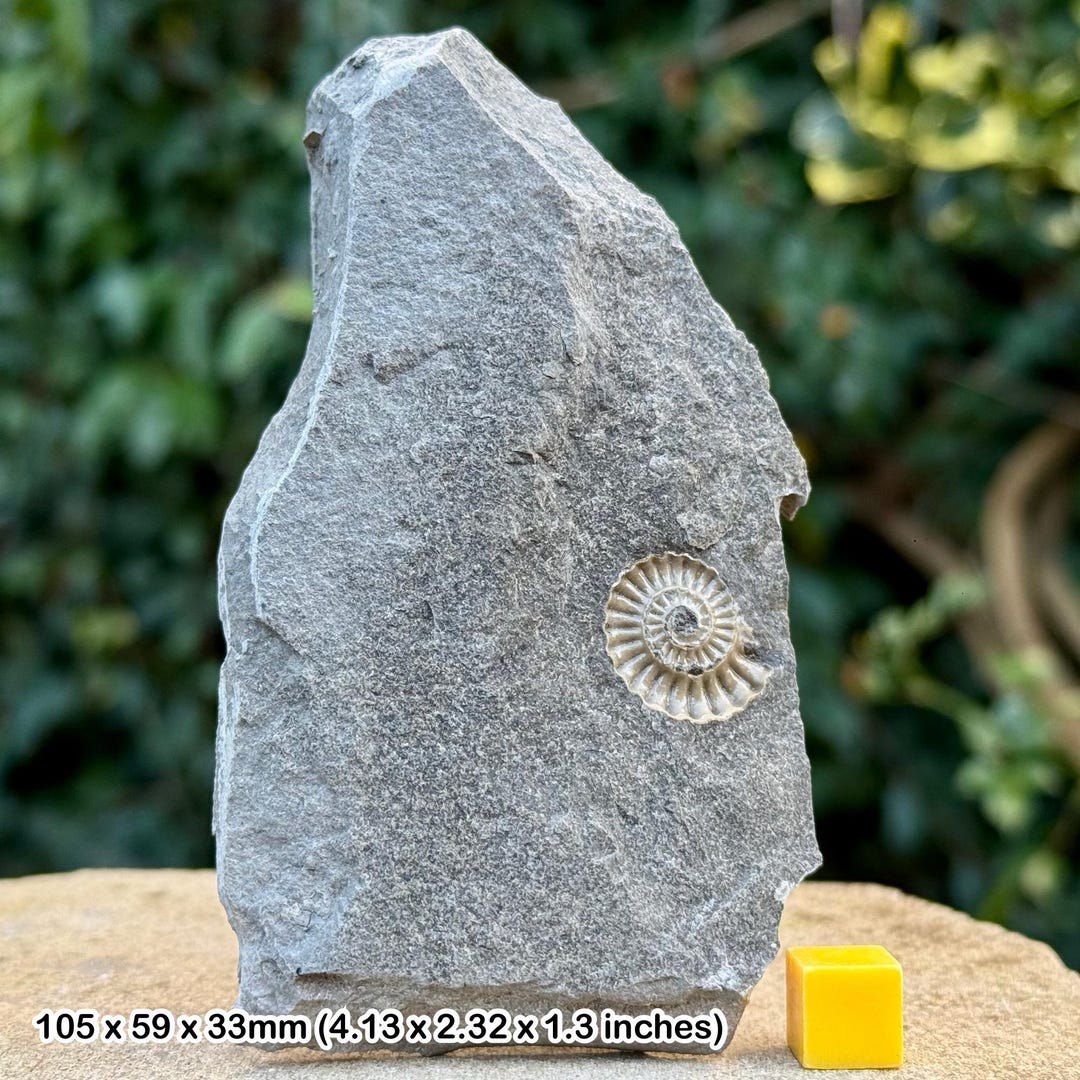 Promicroceras Ammonite Impression Fossil Jurassic Coast Charmouth Uk ...