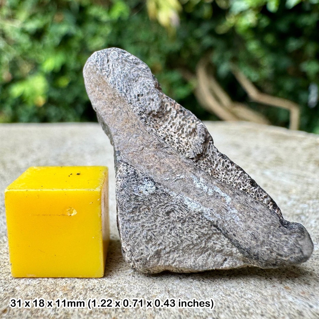 Authentic Chimaeroid Fish Dental Plate Fossil, Gault Clay, Lower ...